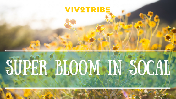 Super Bloom in Southern California | BeanVIVO